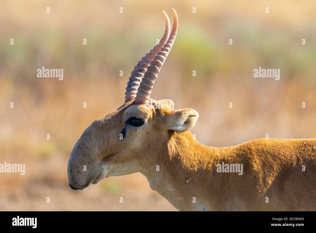 Wild male Saiga antelope or Saiga tatarica in steppe. Federal nature ...