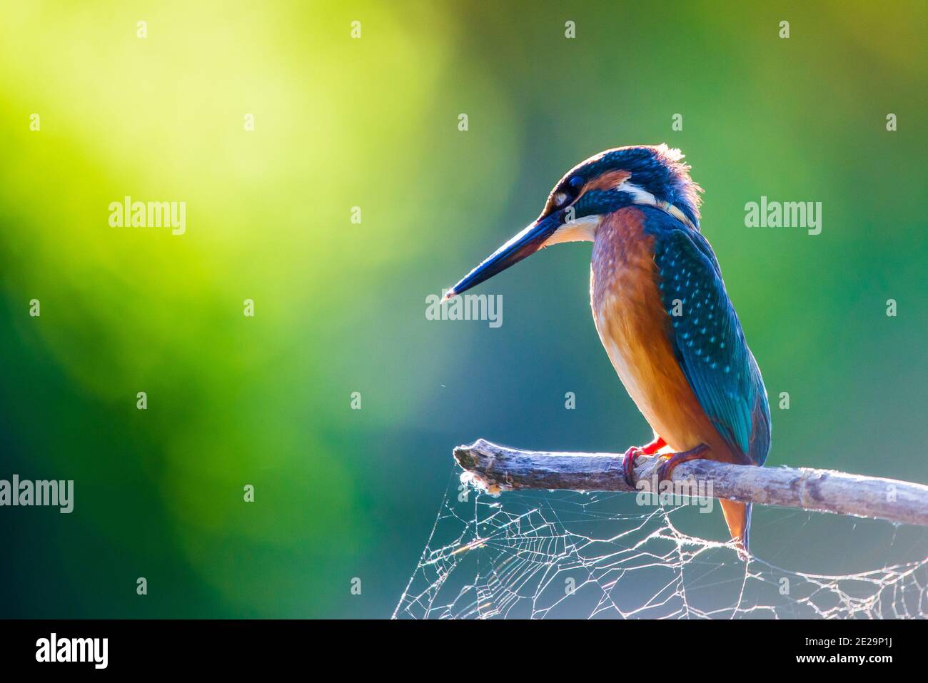 Common European Kingfisher or Alcedo atthis sits on a stick above the ...