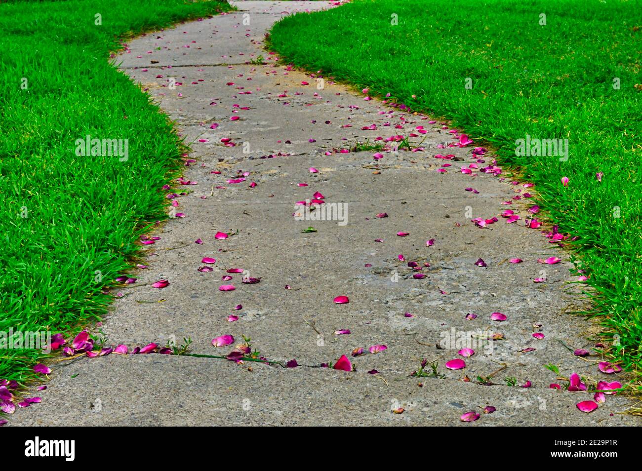 Narrow floral hi-res stock photography and images - Alamy