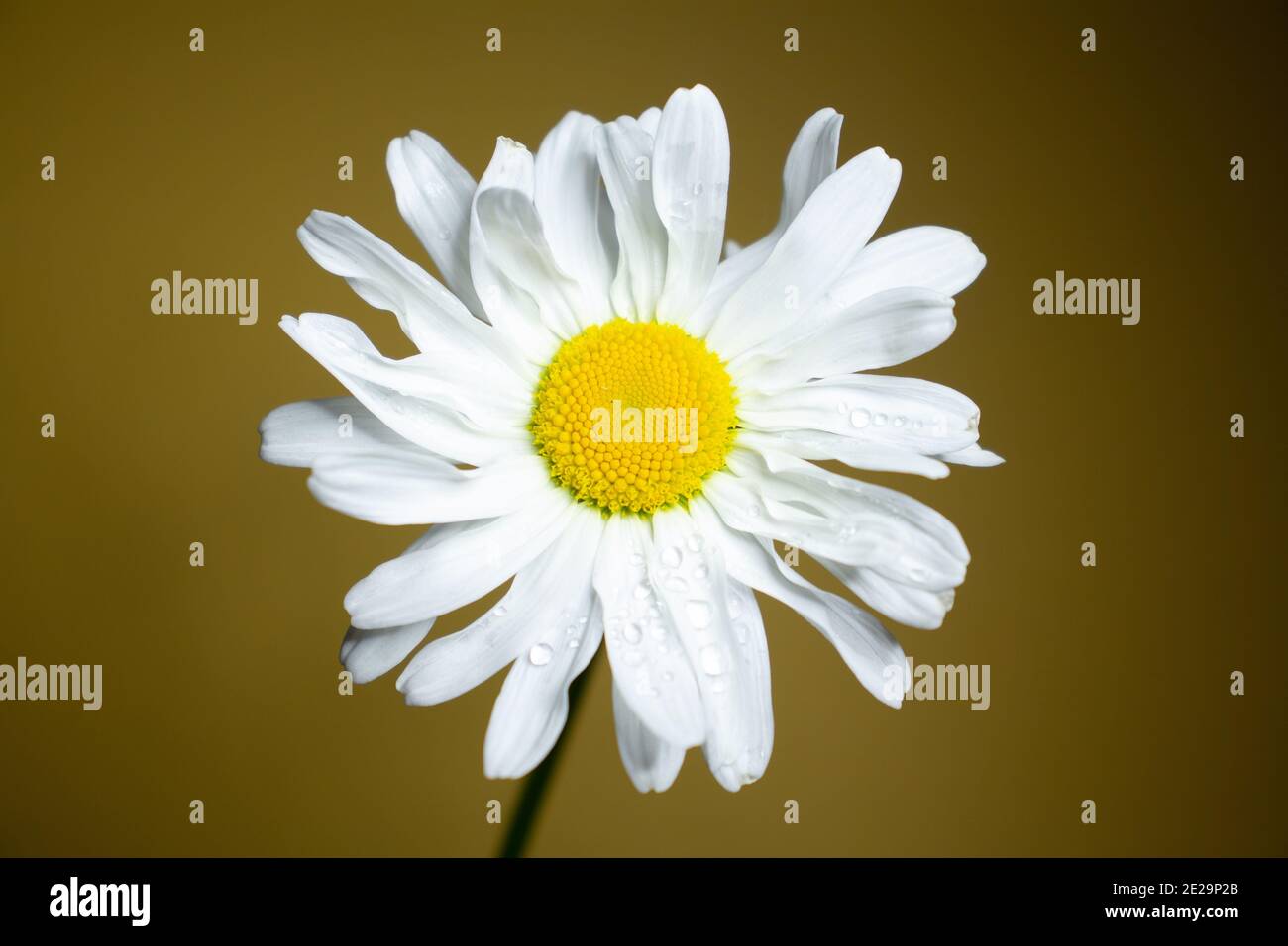 white crazy daisy with a yellow centre on yellow background Stock Photo ...