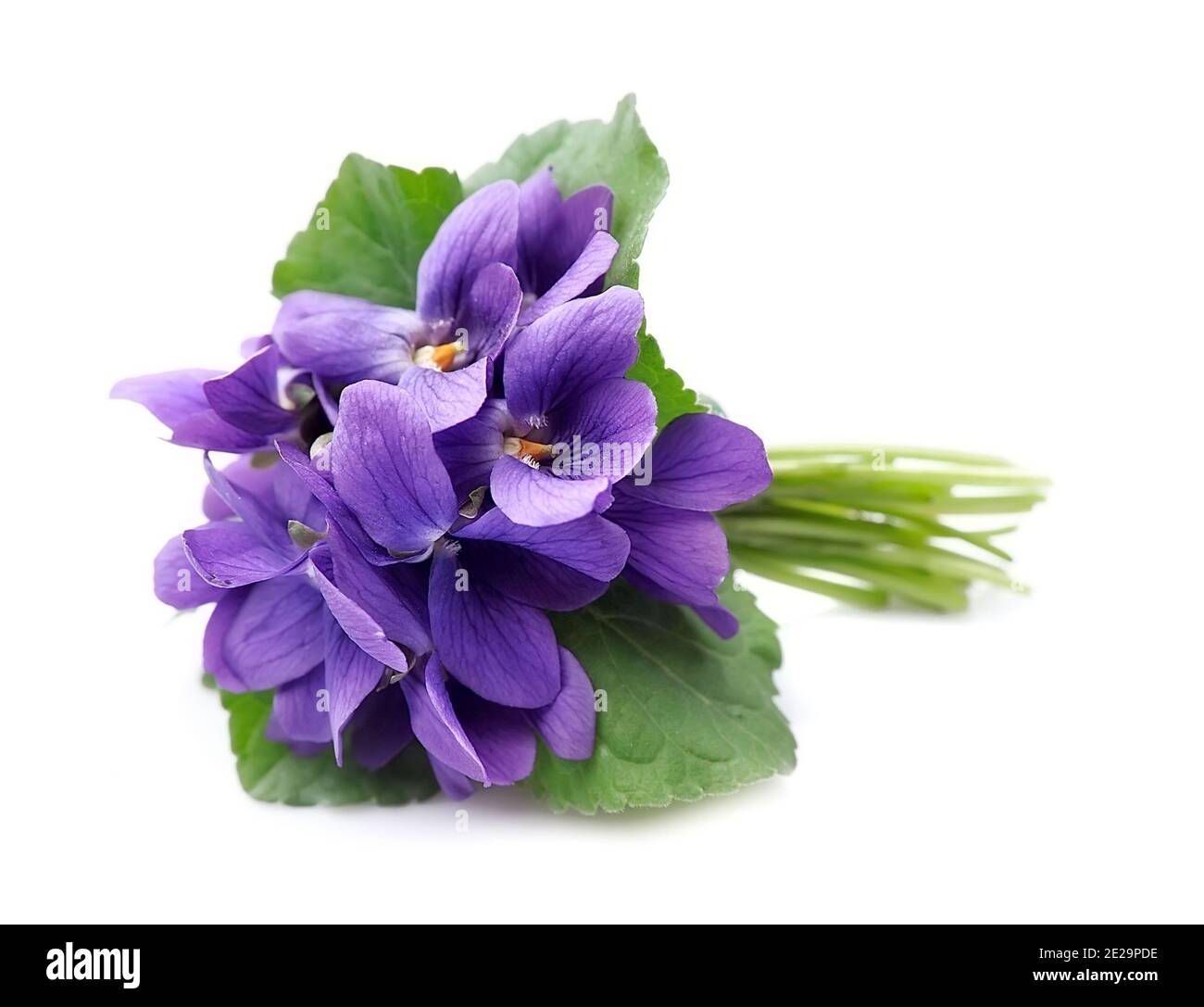Wild violet flowers isolated on white backgrounds Stock Photo - Alamy