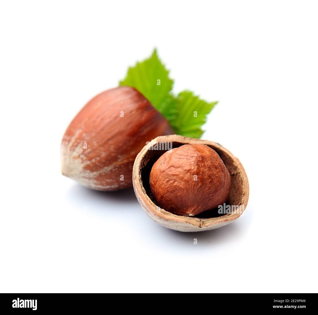 Hazelnuts isolated on white backgrounds Stock Photo - Alamy