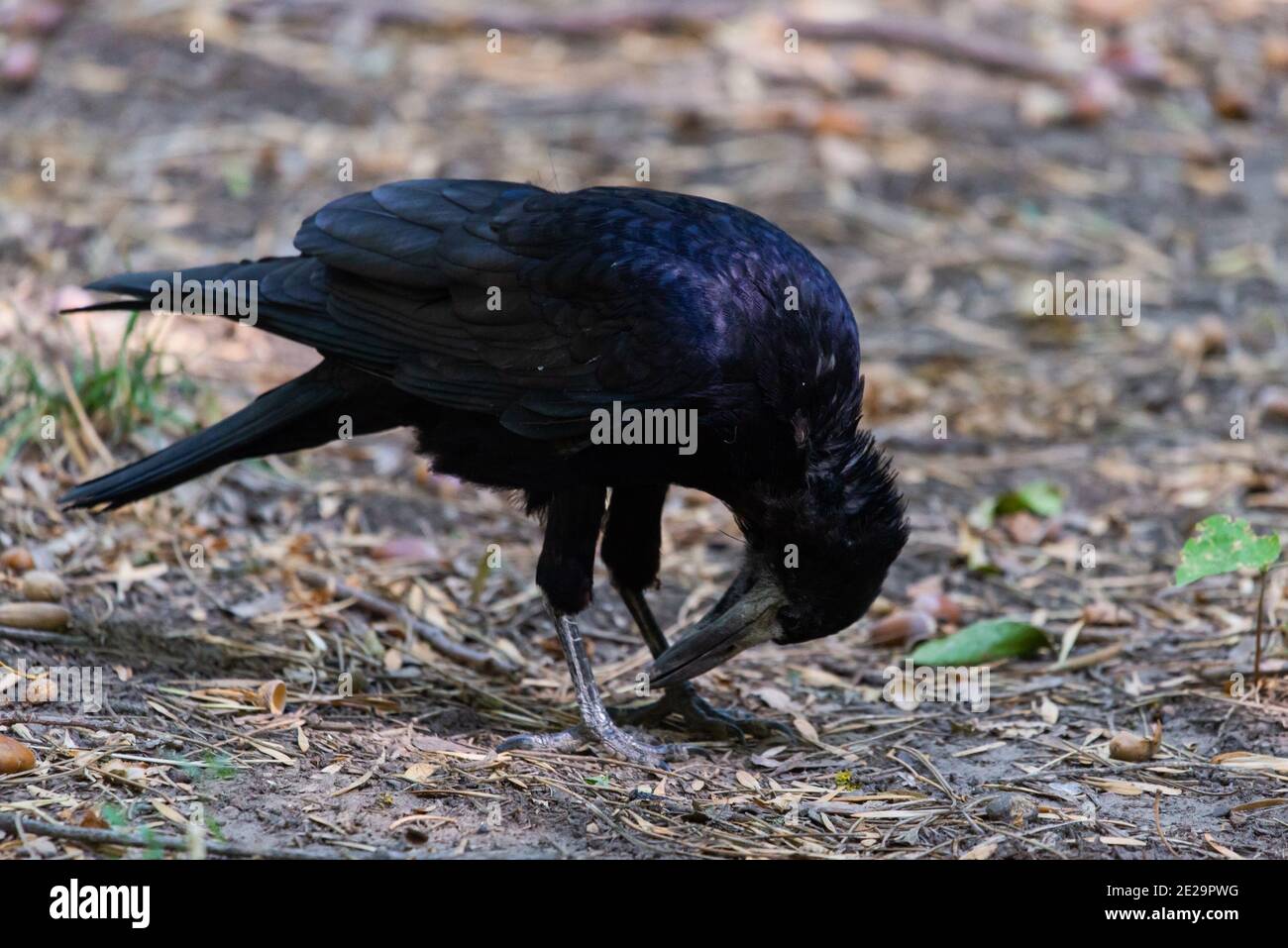 Rook bird or Corvus frugilegus on a ground Stock Photo - Alamy