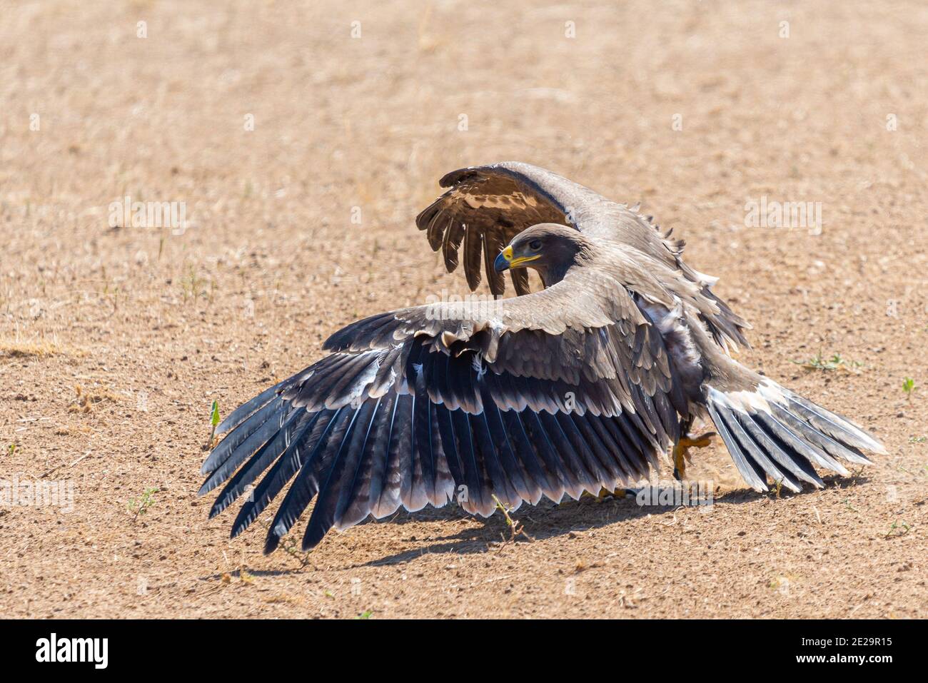 Steppe Eagle bird on a ground in wild nature Stock Photo - Alamy