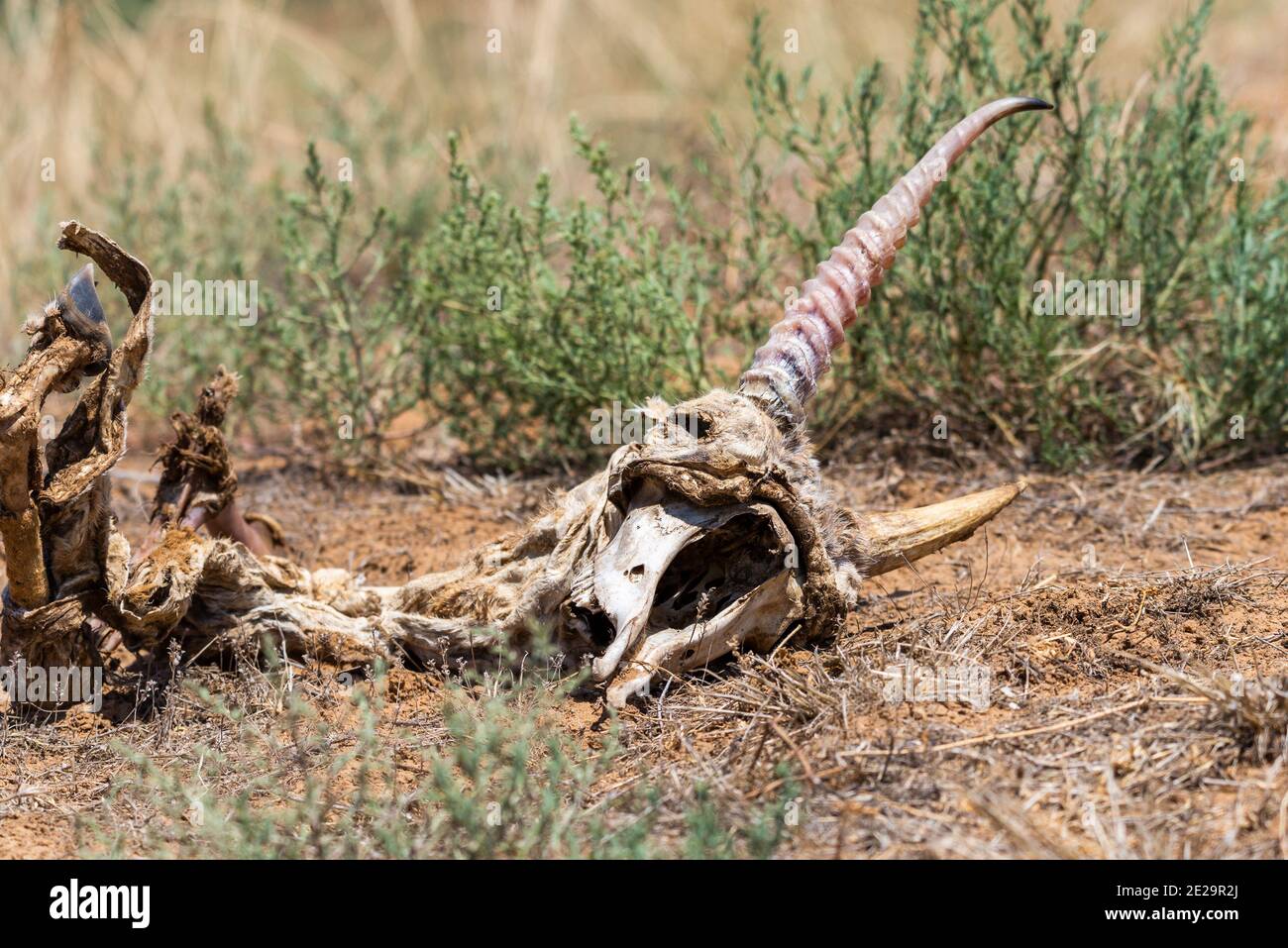 Saiga antelope or Saiga tatarica skull, corpse, dead body in desert ...