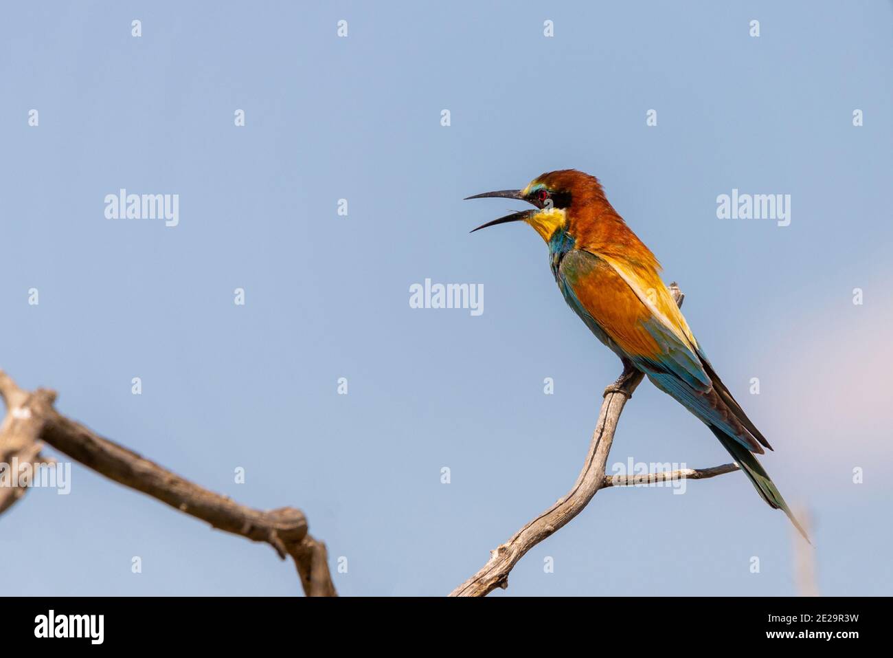 Common bee eater hi-res stock photography and images - Alamy