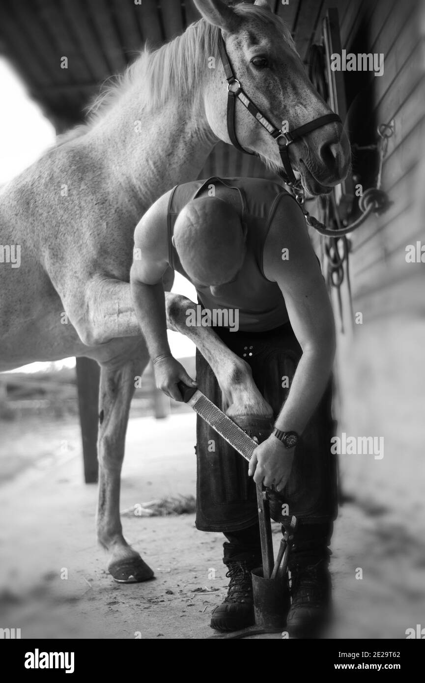 Farrier shoeing horse Stock Photo - Alamy