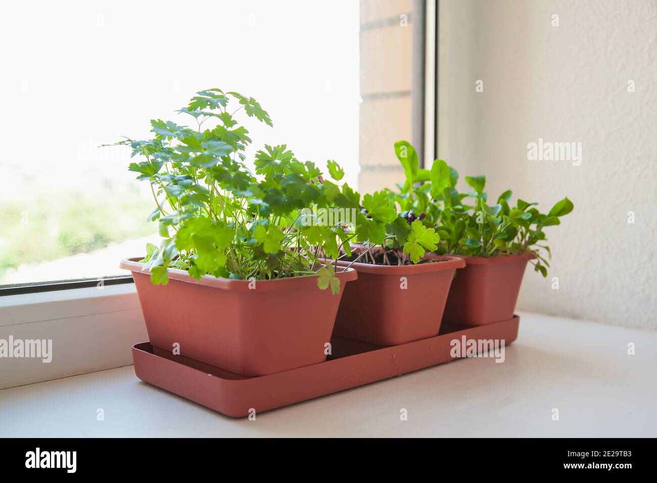 Growing herbs on the windowsill. Young sprouts of parsley, arugula and ...