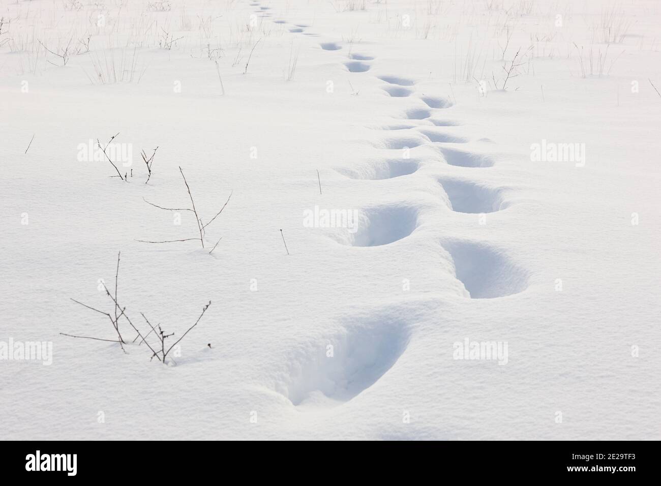 Footsteps on the snow. Nature white winter landscape. Footpath Stock ...