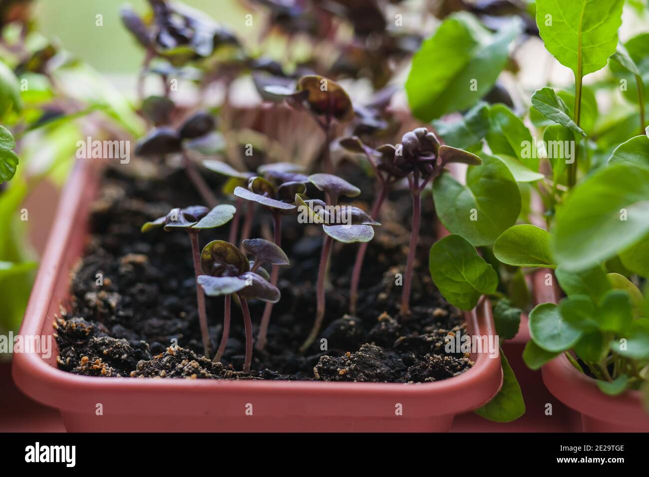 Growing herbs on the windowsill. Young sprouts of lilac Basil and ...