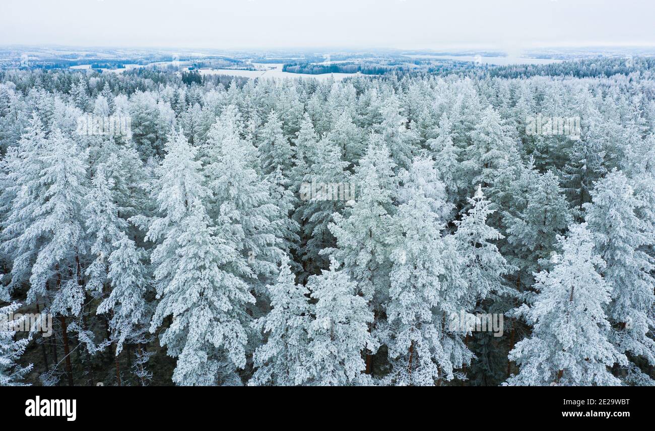 Trees covered in hoar frost on a freezing winter morning in Sweden ...