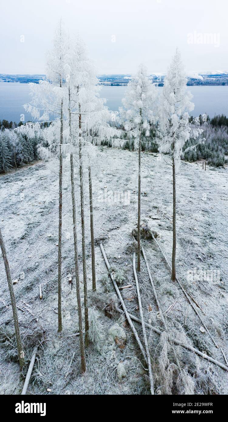 Trees covered in hoar frost on a freezing winter morning in Sweden ...