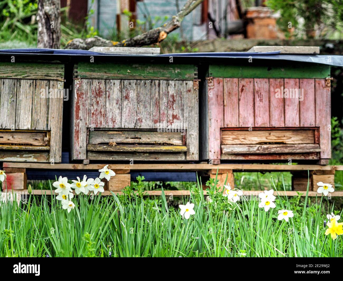 Wooden bee hives hi-res stock photography and images - Alamy