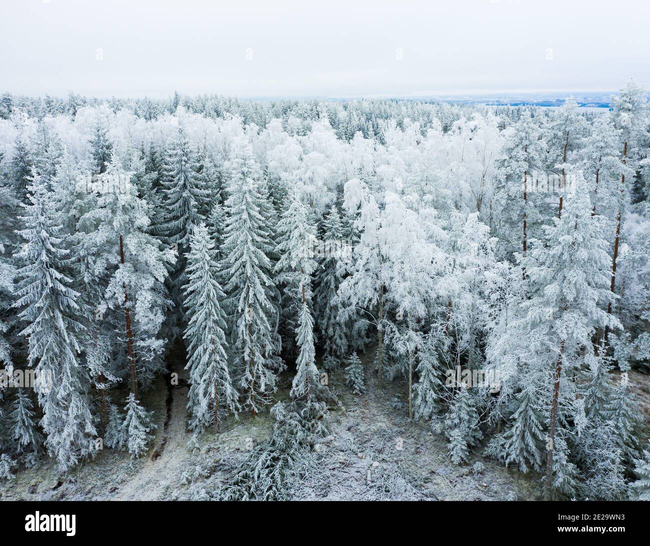 Trees covered in hoar frost on a freezing winter morning in Sweden ...
