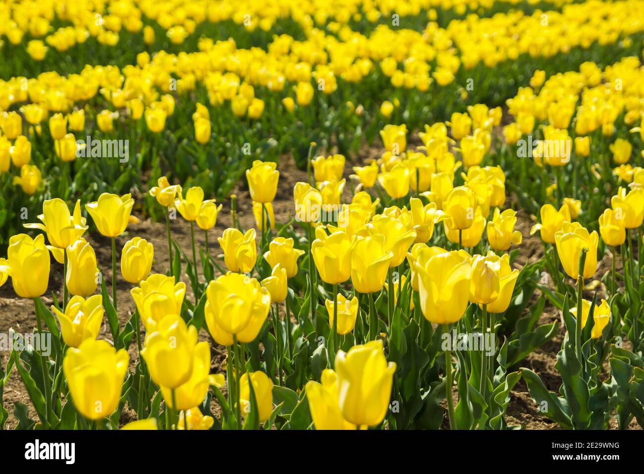 Large field of yellow colored tulip flowers Stock Photo - Alamy