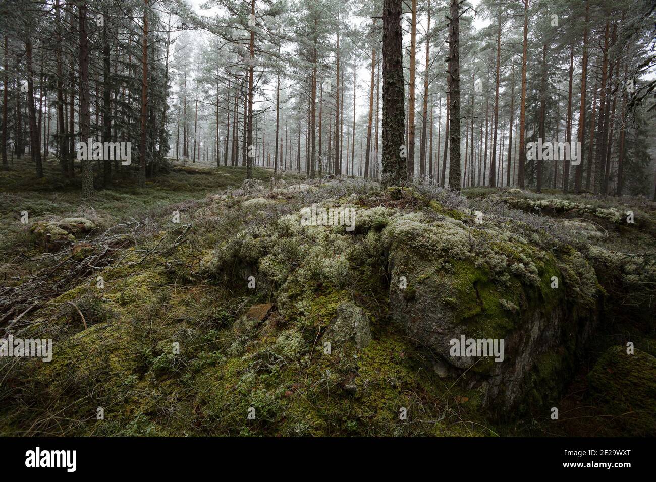 Moss and lichen in new growth forest in Sweden Stock Photo - Alamy