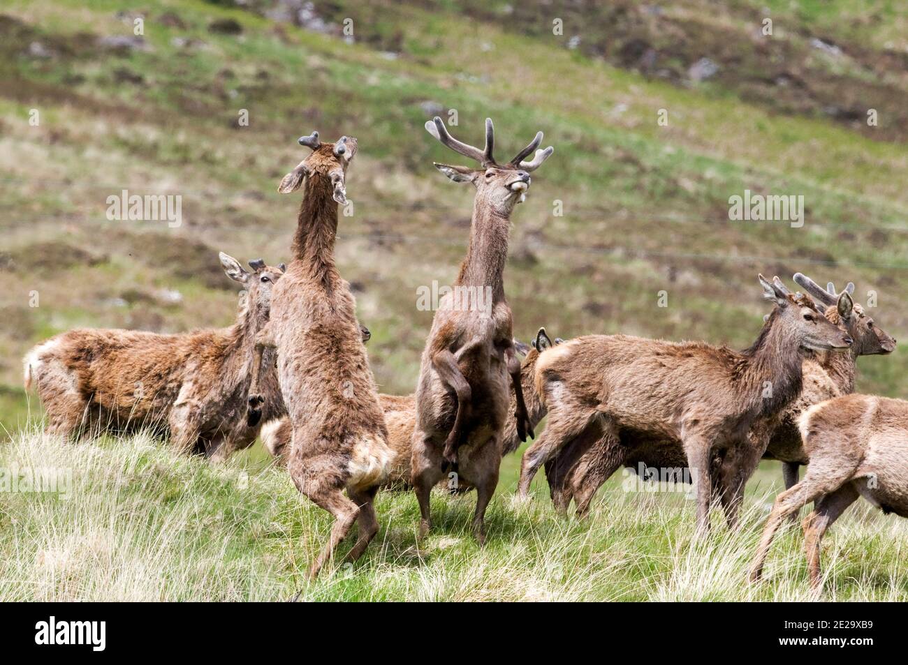 Red deer in Scottish Highlands Stock Photo - Alamy