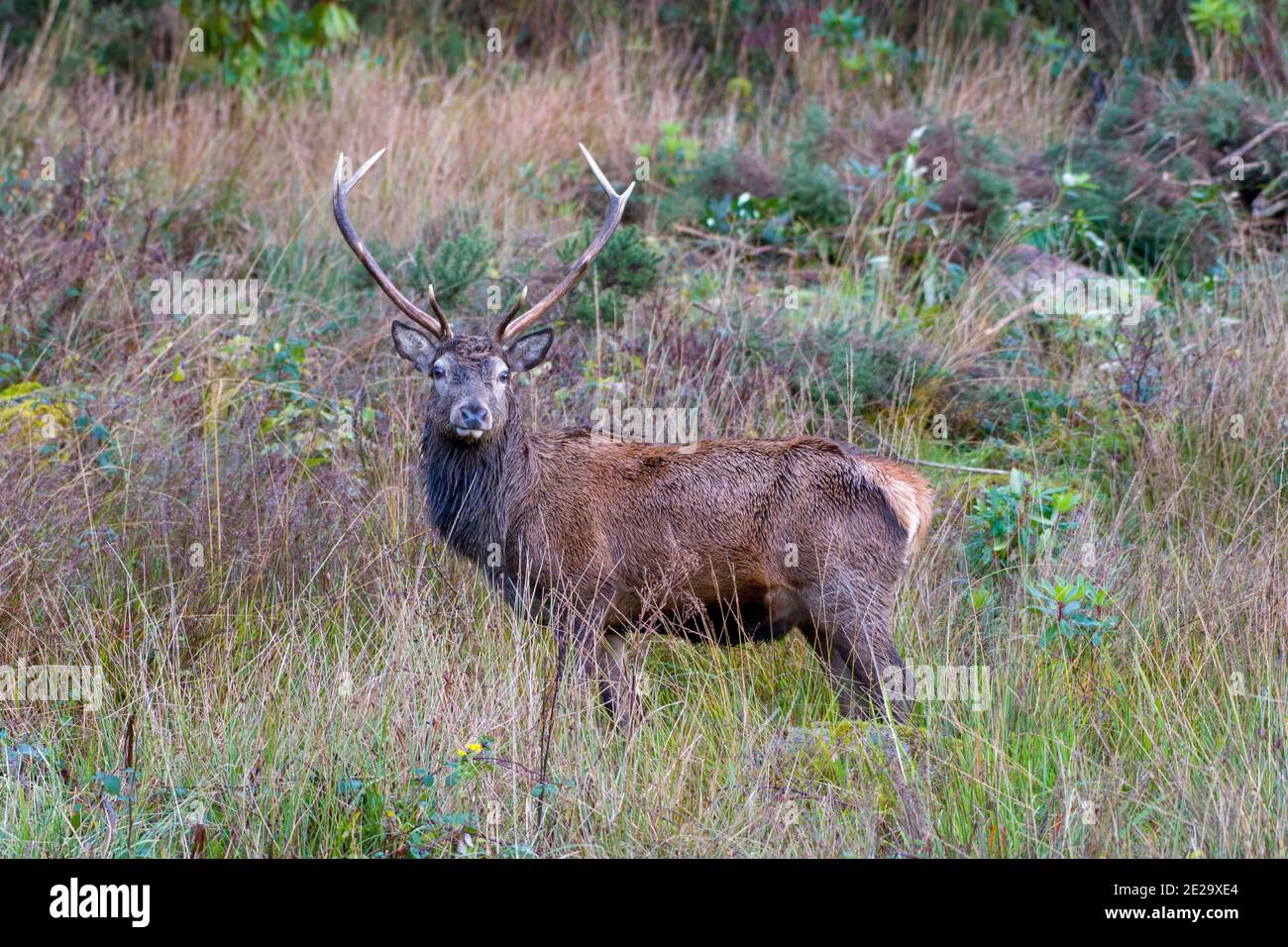 Red deer in Scottish Highlands Stock Photo - Alamy