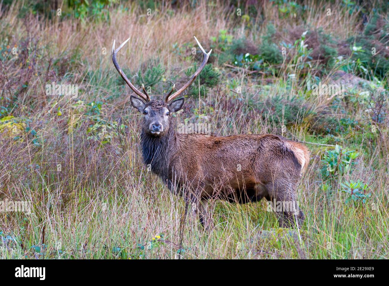 Red deer in Scottish Highlands Stock Photo - Alamy