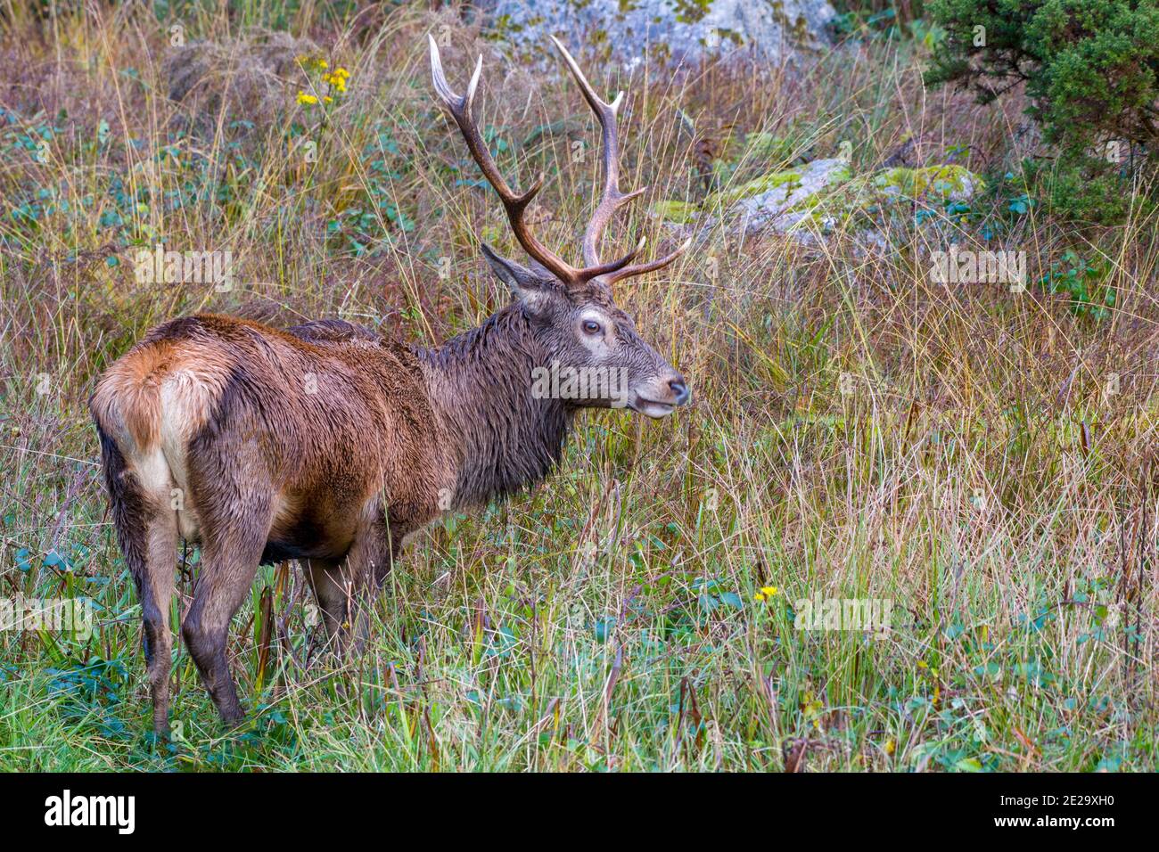 Red deer in Scottish Highlands Stock Photo - Alamy