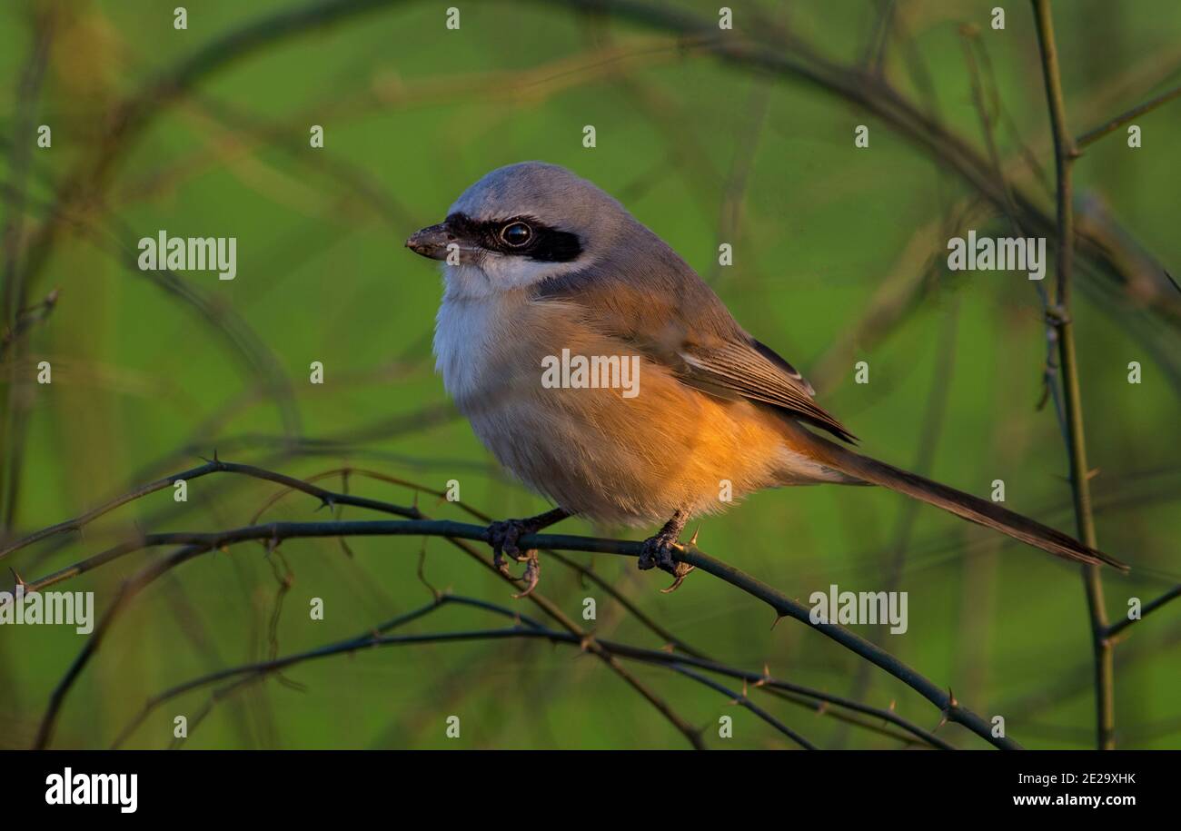 The long-tailed shrike or rufous-backed shrike is a member of the bird ...