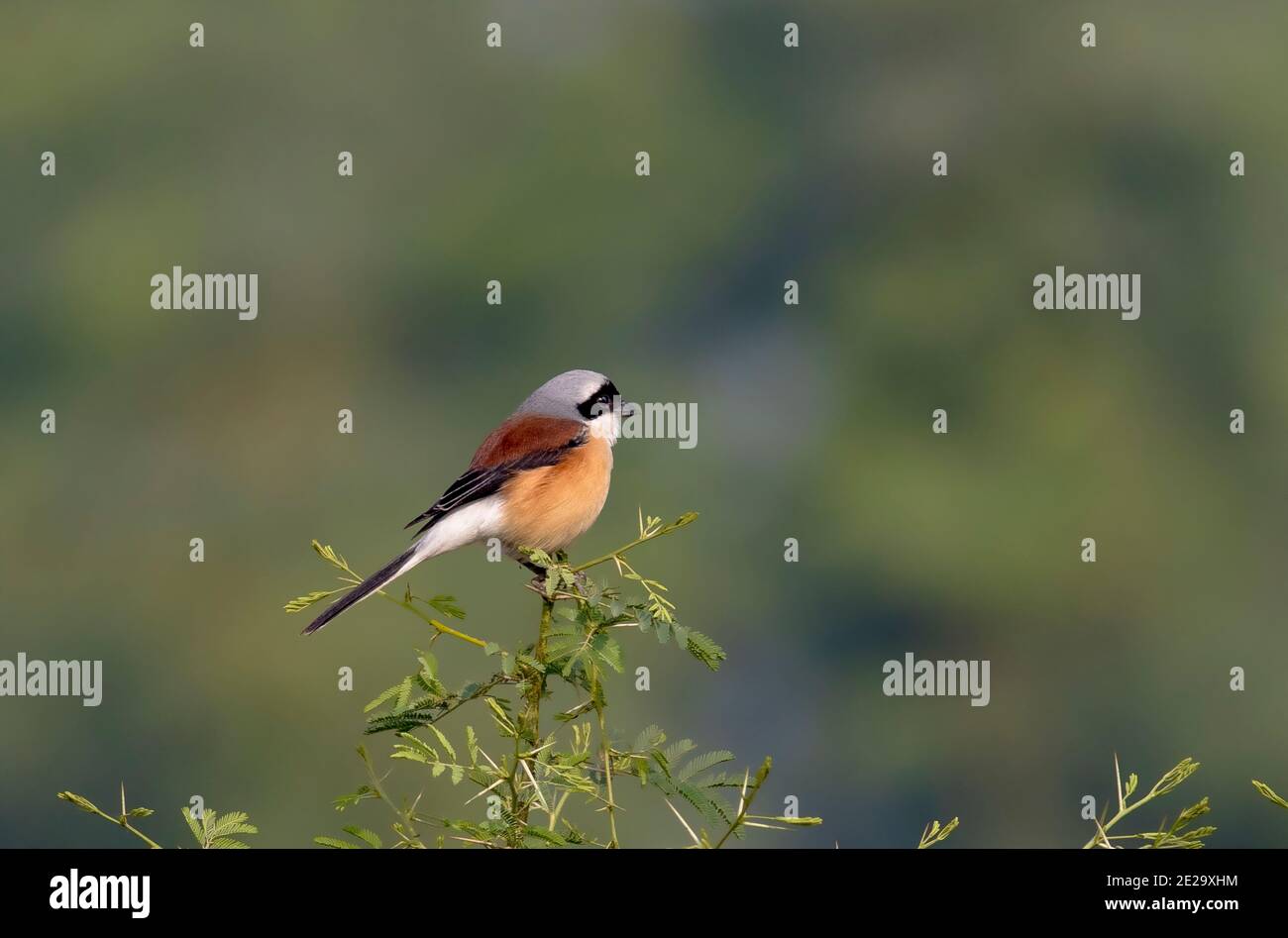 The bay-backed shrike is a member of the bird family Laniidae, the ...