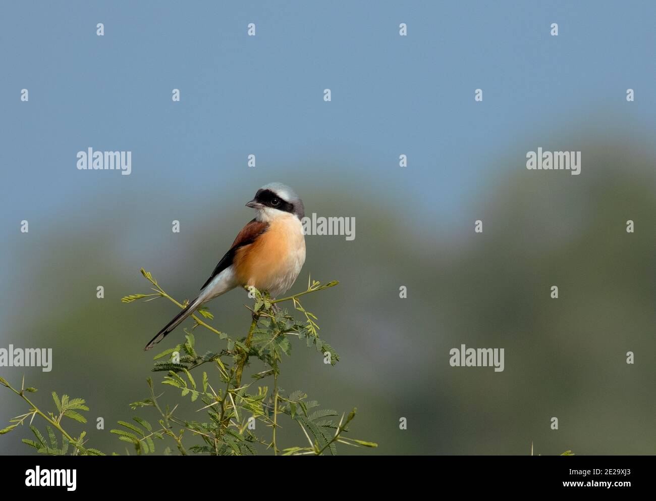 The bay-backed shrike is a member of the bird family Laniidae, the ...