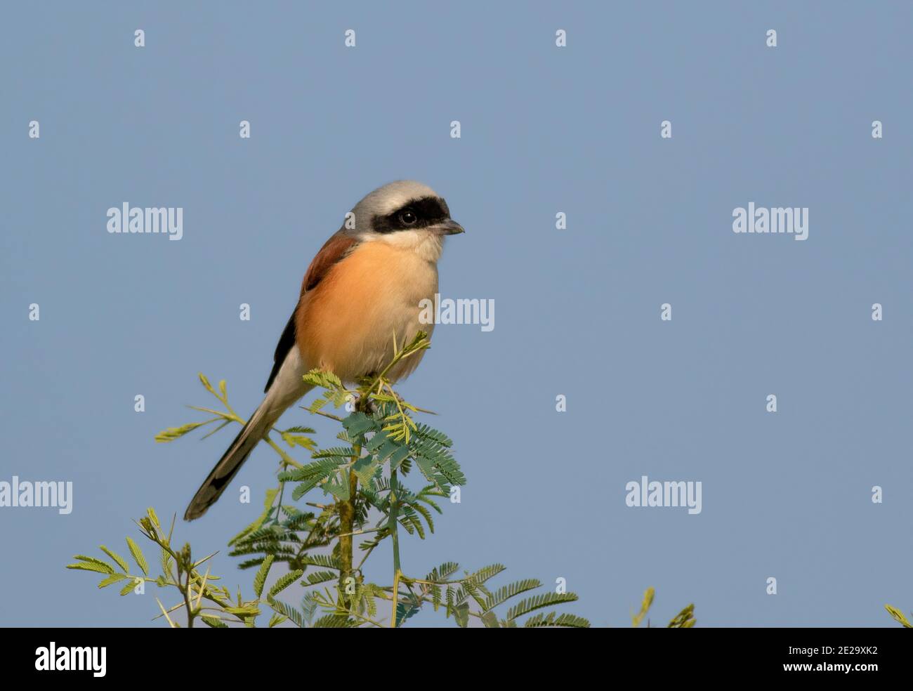 The bay-backed shrike is a member of the bird family Laniidae, the ...