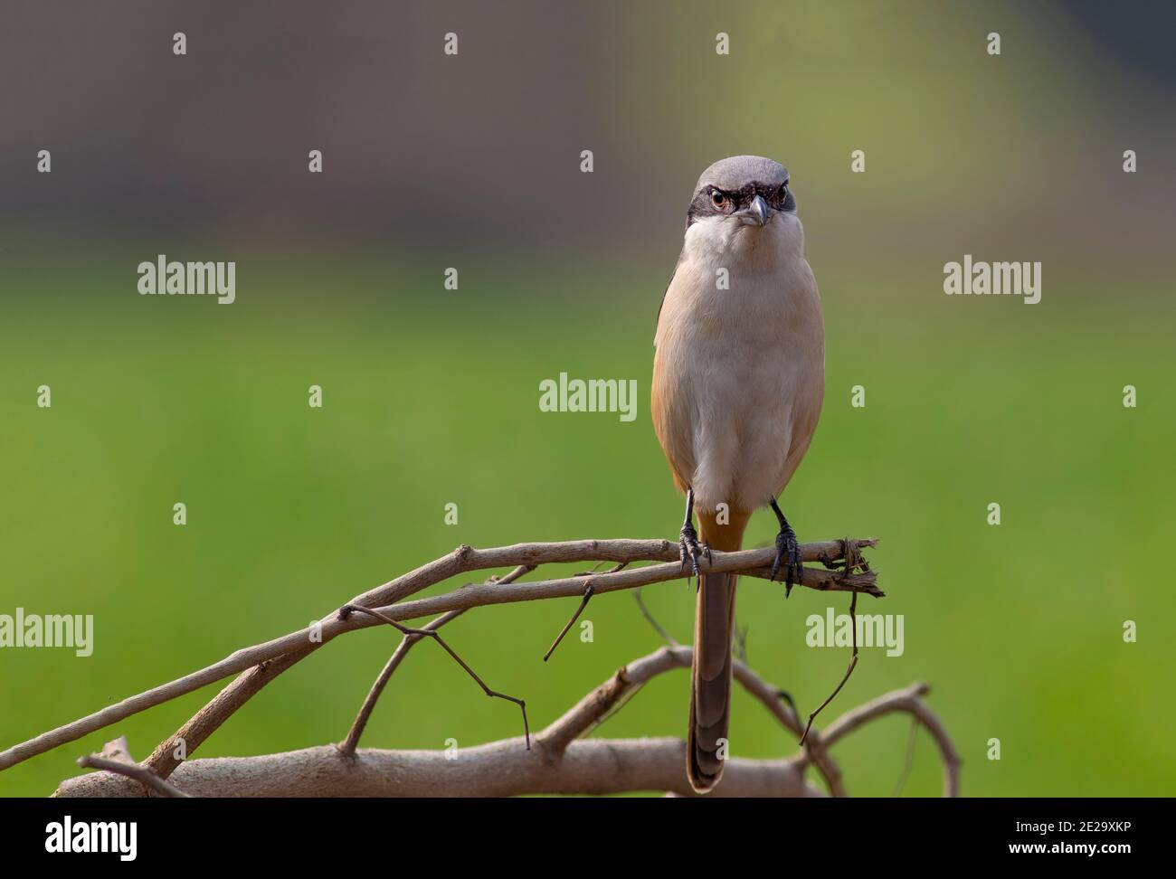 Long tailed shrike in thailand hi-res stock photography and images - Alamy