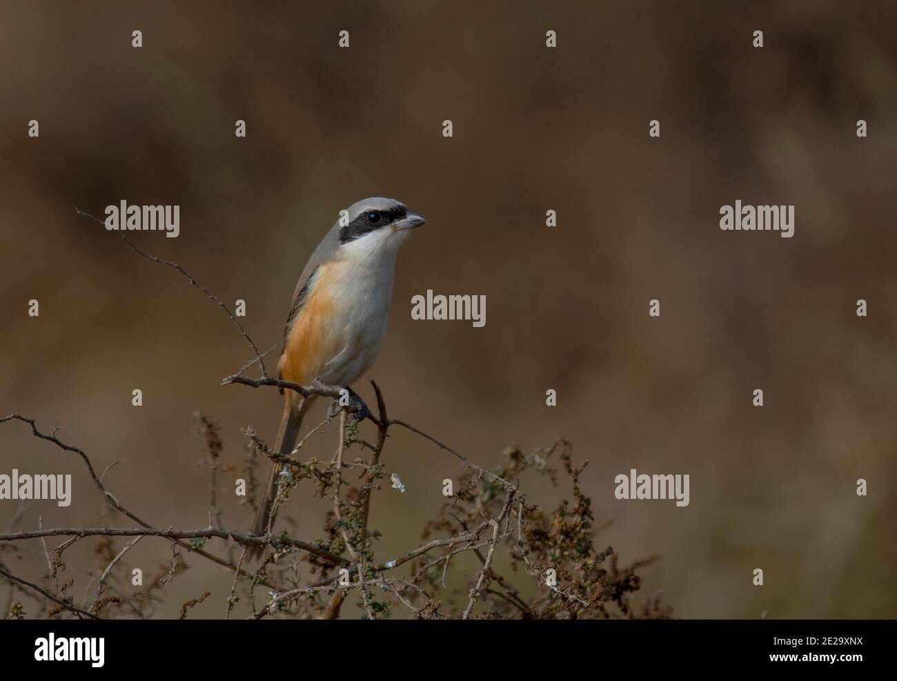 The long-tailed shrike or rufous-backed shrike is a member of the bird ...