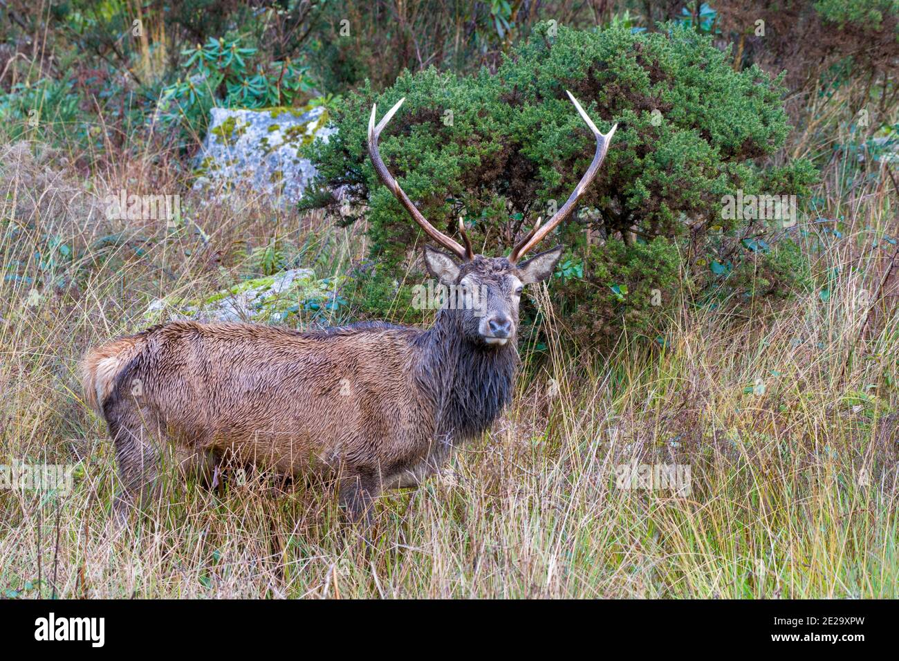 Red deer in Scottish Highlands Stock Photo - Alamy