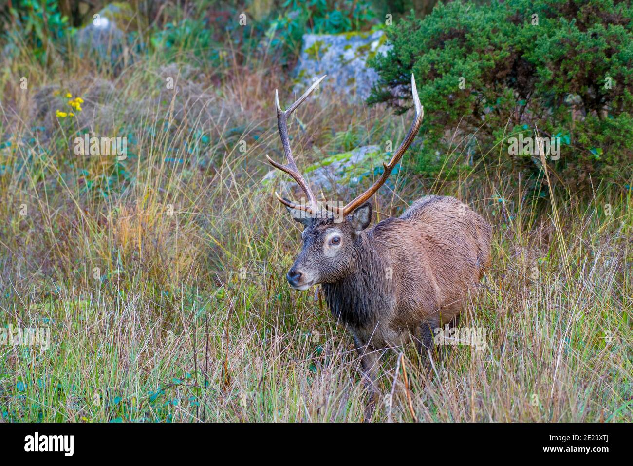 Red deer in Scottish Highlands Stock Photo - Alamy