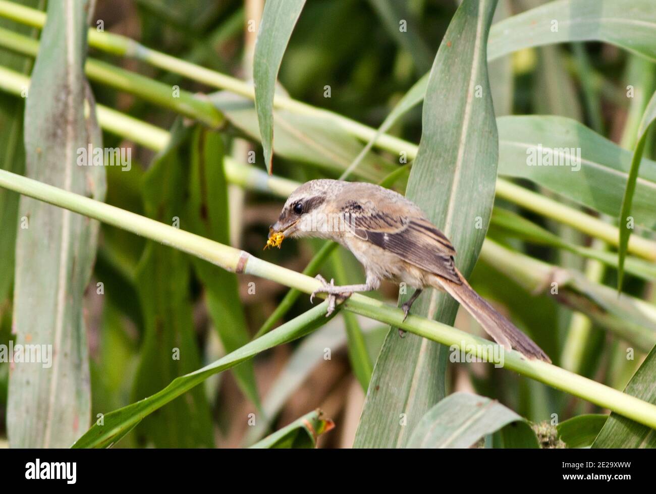 The long-tailed shrike or rufous-backed shrike is a member of the bird ...