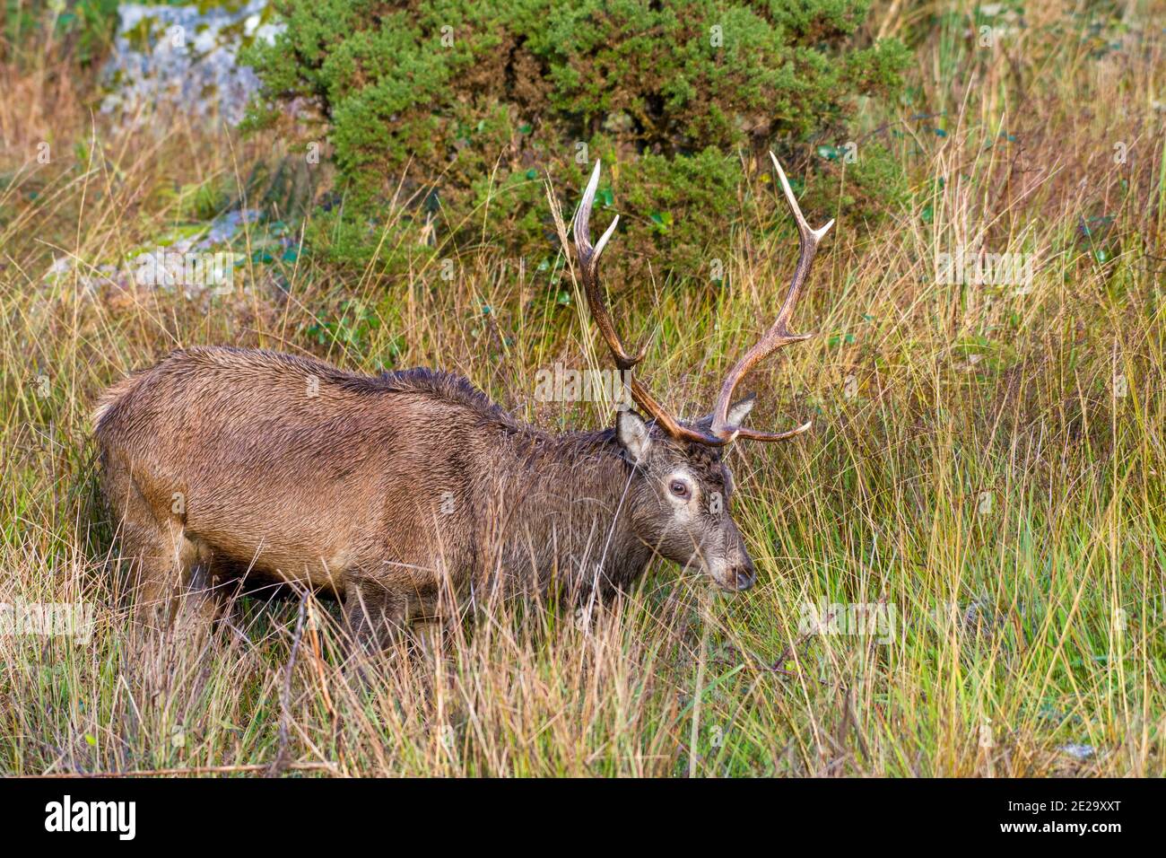 Red deer in Scottish Highlands Stock Photo - Alamy