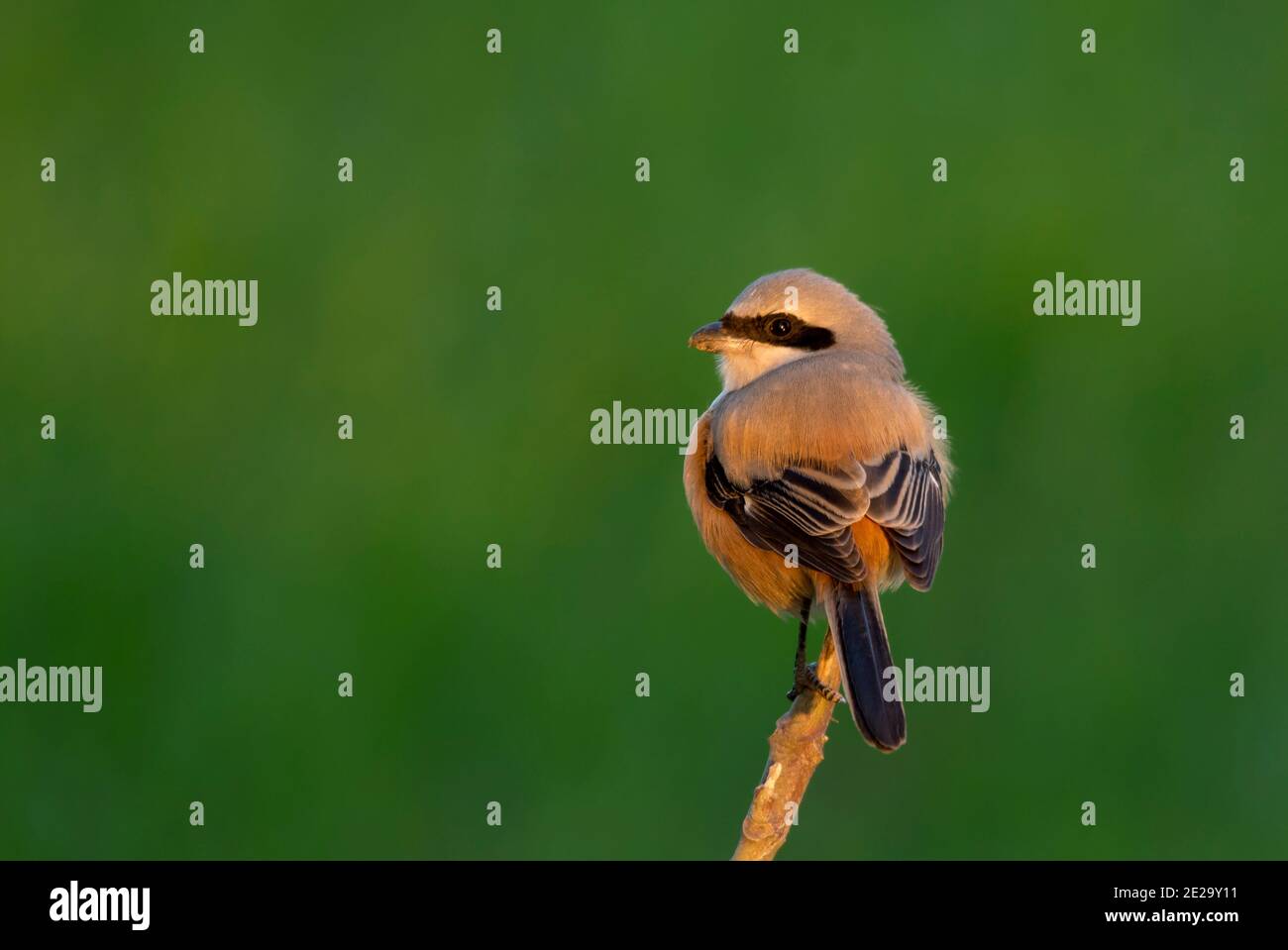 The long-tailed shrike or rufous-backed shrike is a member of the bird ...