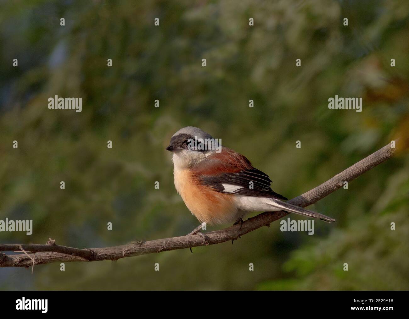 The bay-backed shrike is a member of the bird family Laniidae, the ...
