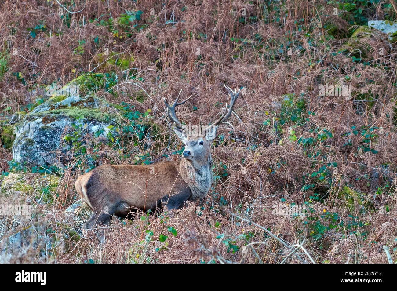 Red deer in Scottish Highlands Stock Photo - Alamy