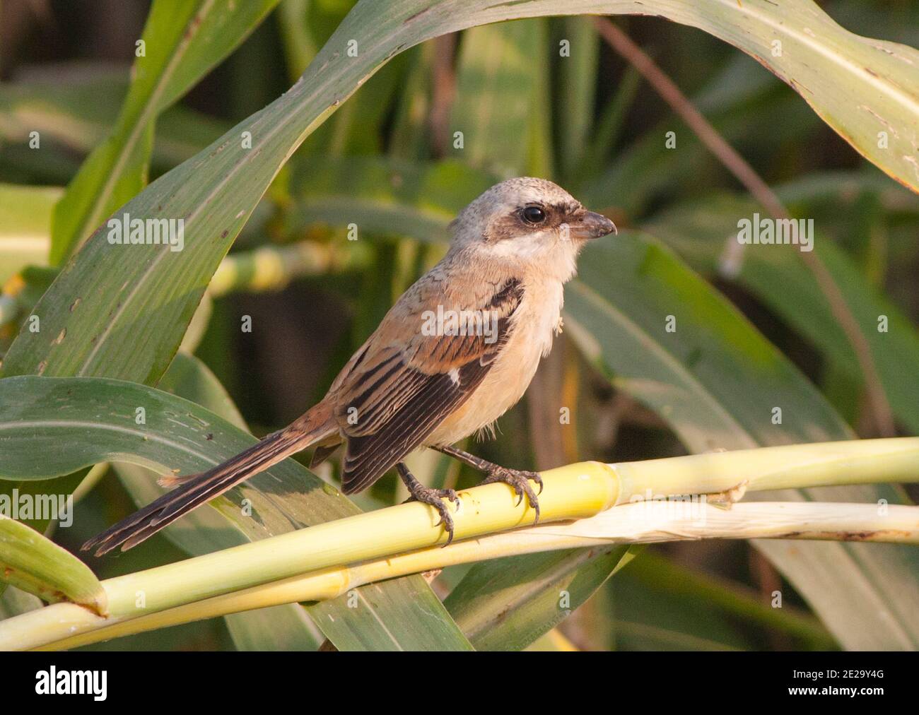 The long-tailed shrike or rufous-backed shrike is a member of the bird ...