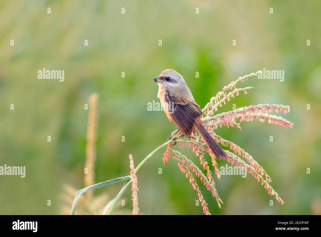 The long-tailed shrike or rufous-backed shrike is a member of the bird ...