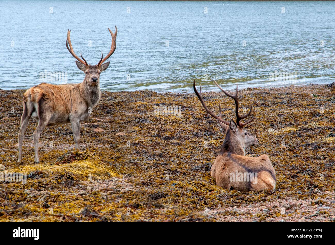 Red deer browsing hi-res stock photography and images - Alamy