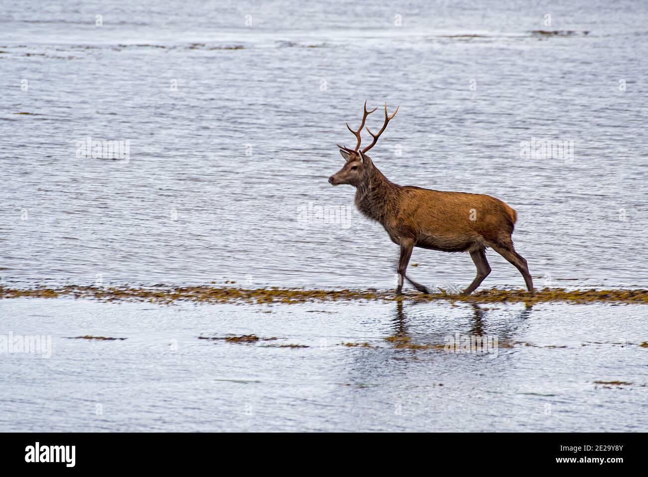 Red deer crossing river in hi-res stock photography and images - Alamy