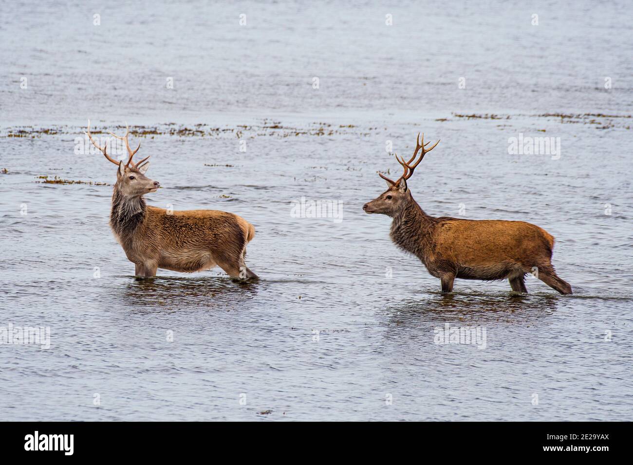 Red deer in Scottish Highlands Stock Photo - Alamy