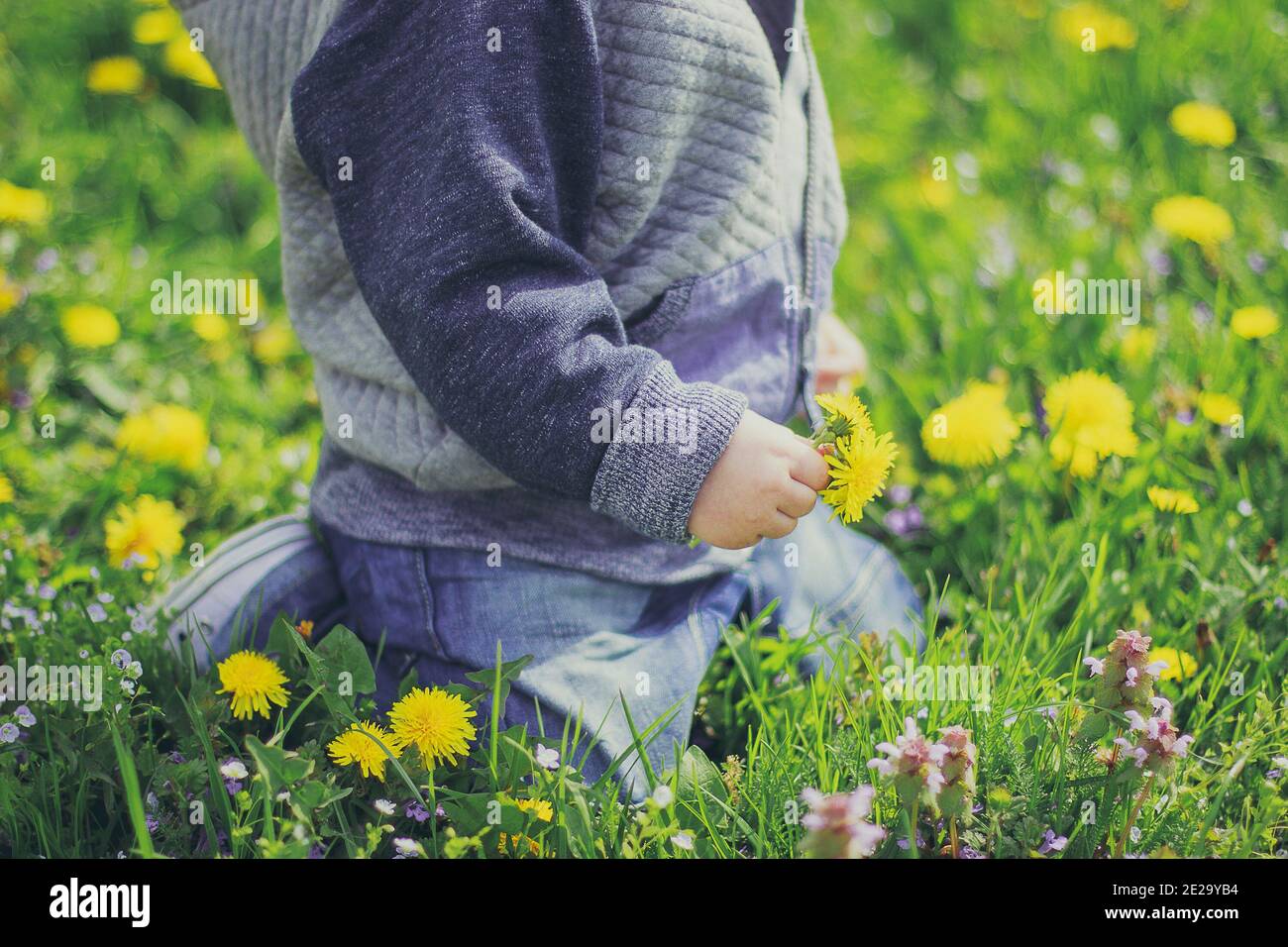 Little boy holding a yellow flower in the field Stock Photo - Alamy
