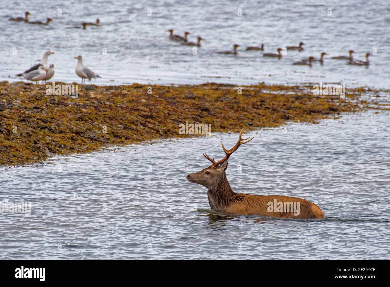 Red deer crossing river in hi-res stock photography and images - Alamy