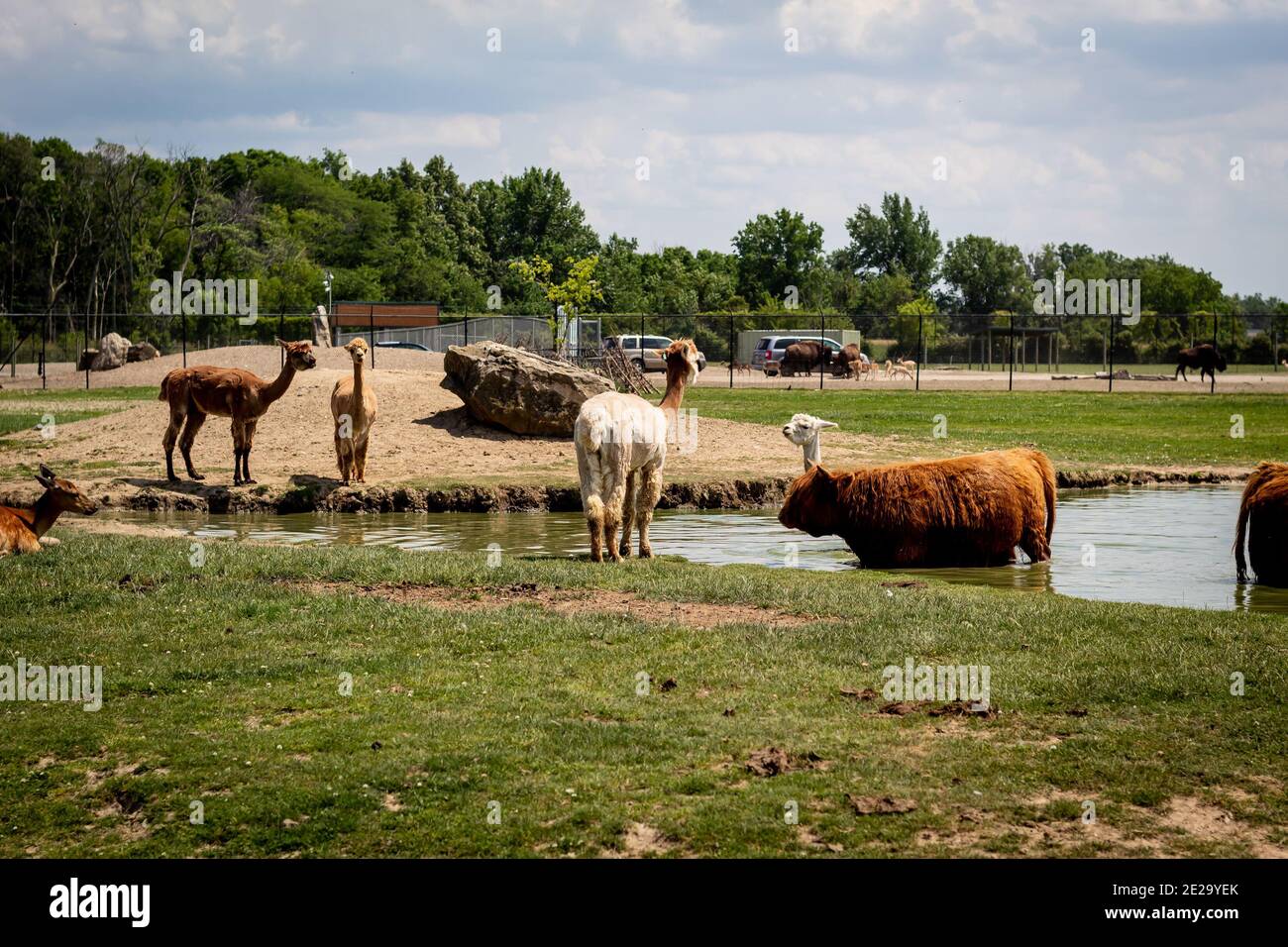 Ohio animals hi-res stock photography and images - Alamy