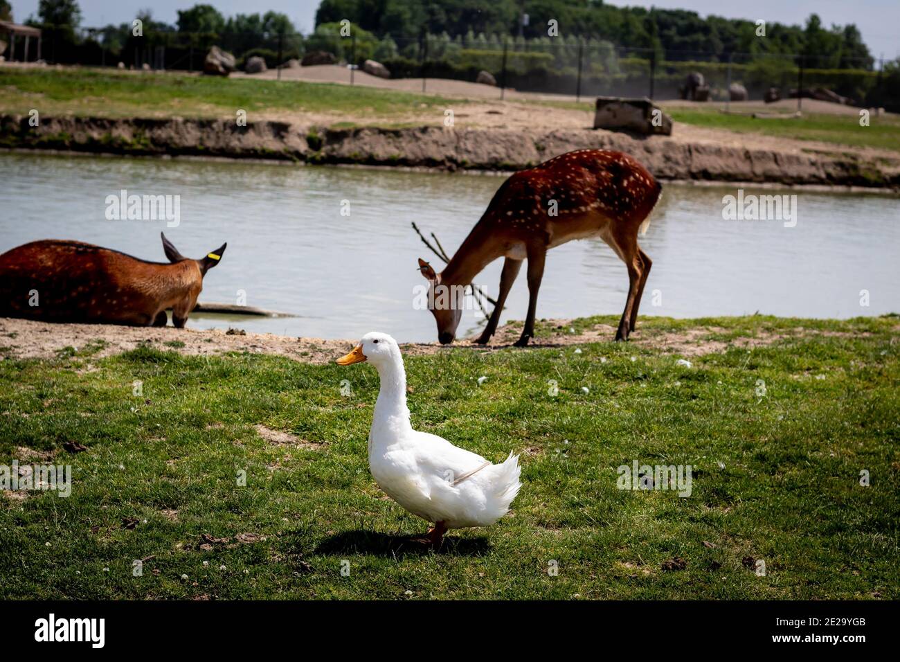 Deer duck hi-res stock photography and images - Alamy