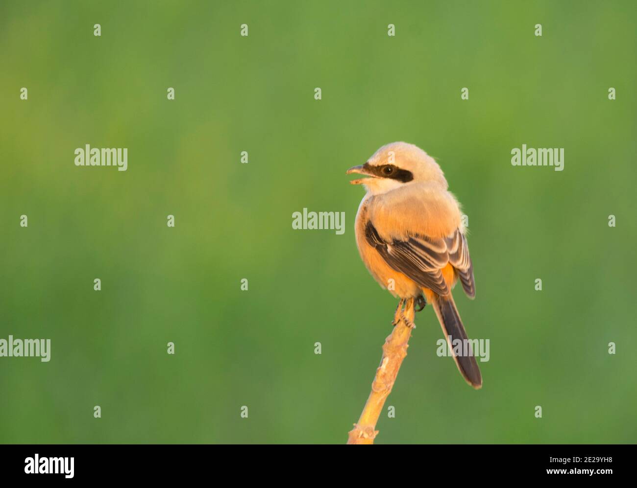 The long-tailed shrike or rufous-backed shrike is a member of the bird ...