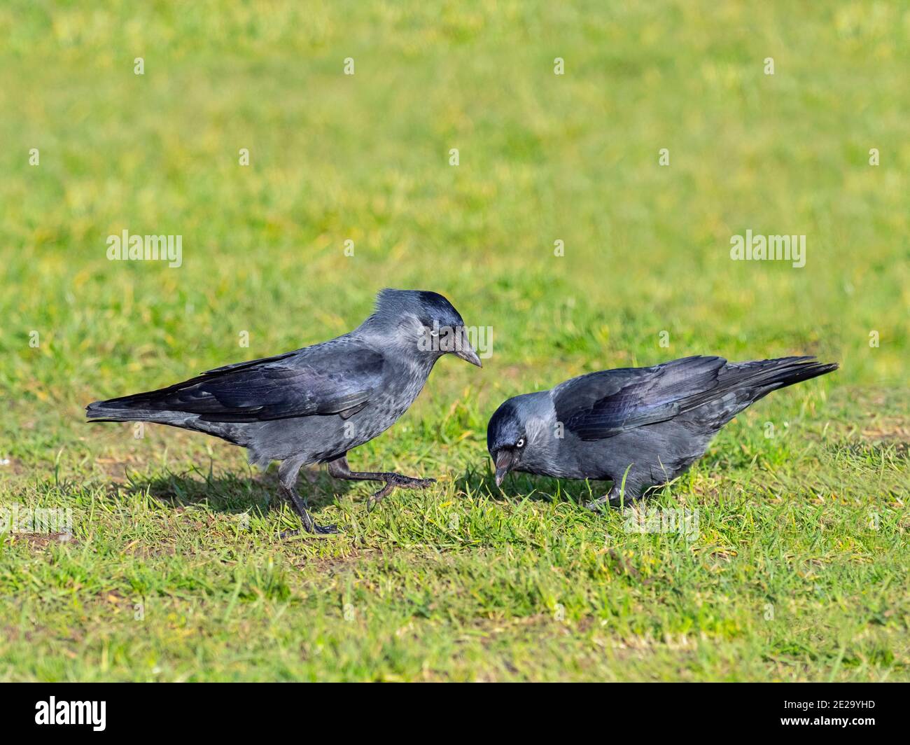 Jackdaws feeding hi-res stock photography and images - Alamy