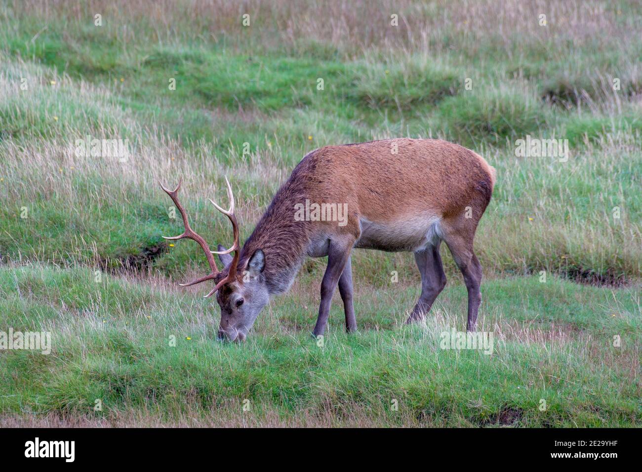 Red deer in Scottish Highlands Stock Photo - Alamy