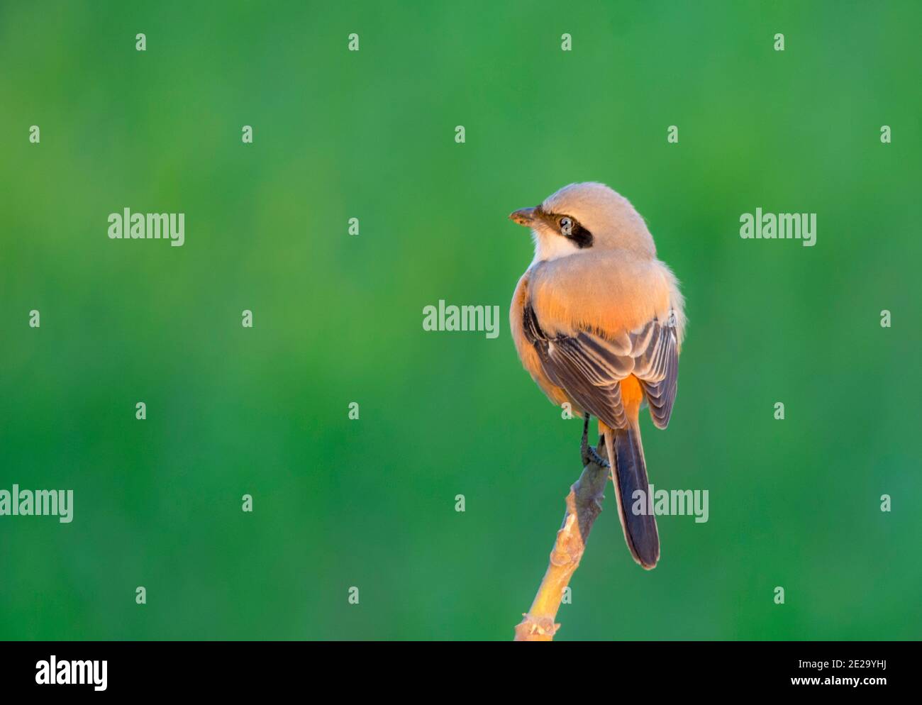The long-tailed shrike or rufous-backed shrike is a member of the bird ...